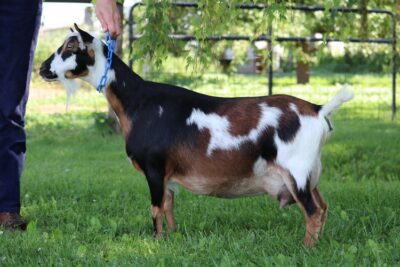 Assessing Nigerian Dwarf Goat Milk Production - Goat Journal